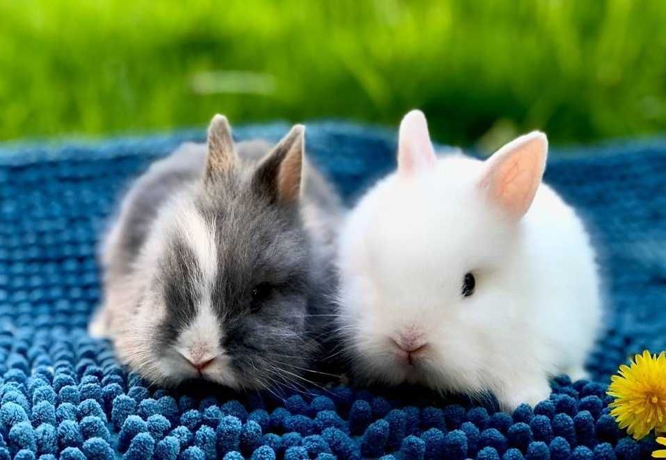 Królik miniaturka baranek mini lop HODOWLA ZAREJESTROWANA Kraków ...