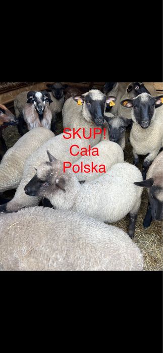 Owce owce barany Miechów • OLX.pl