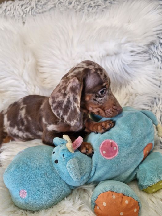 **MARLEY**jamnik miniaturowy piesek choco merle do rezerwacji ...