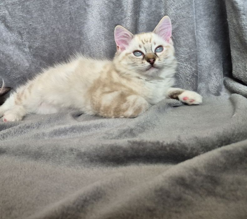Kocurek ragdoll FPL seal mitted tabby Ostrów Wielkopolski • OLX.pl
