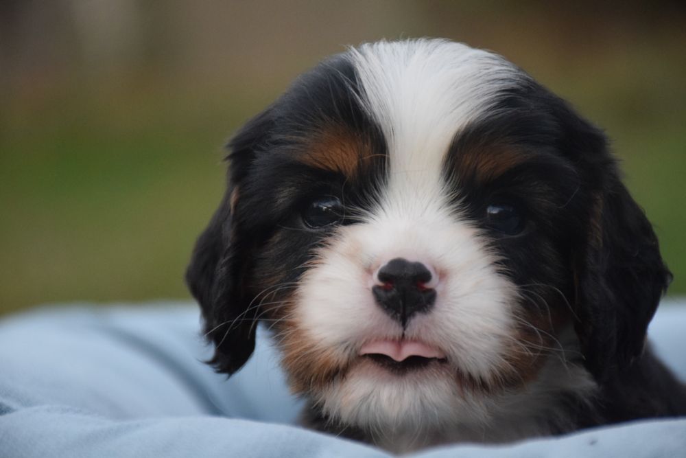 Szczeniak Cavalier King Charles Spaniel FCI Toruń • OLX.pl