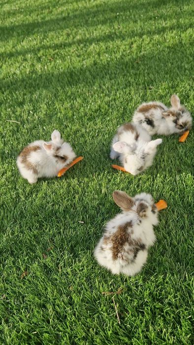 Dou coelhos com 3 meses já vacinados S. João Da Madeira • OLX.pt