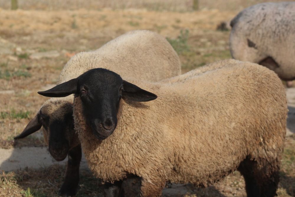 Borregas e borregos suffolk e ovelhas Mafra • OLX Portugal