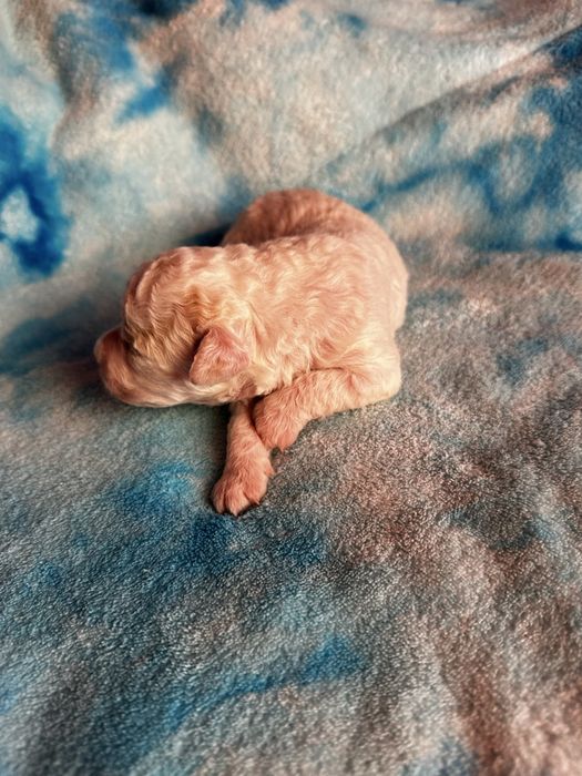 Lagotto Romagnolo ZKwP/ FCI Żyrardów • OLX.pl