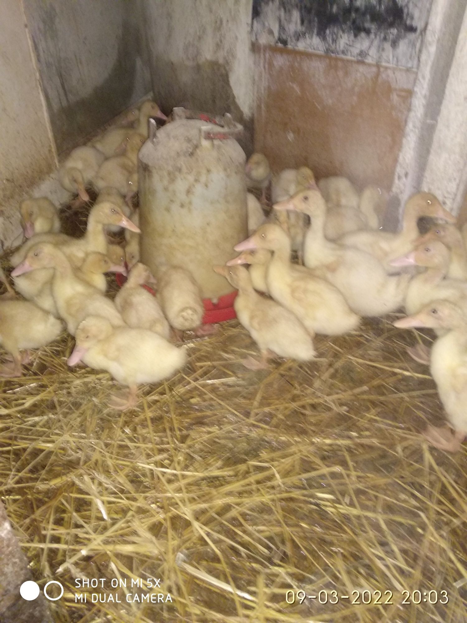 Sprzedam kury, kaczki,perliczki Juz Dostepne Nawojowa • OLX.pl Sprzedam kury, kaczki,perliczki Juz Dostepne Nawojowa • OLX.pl