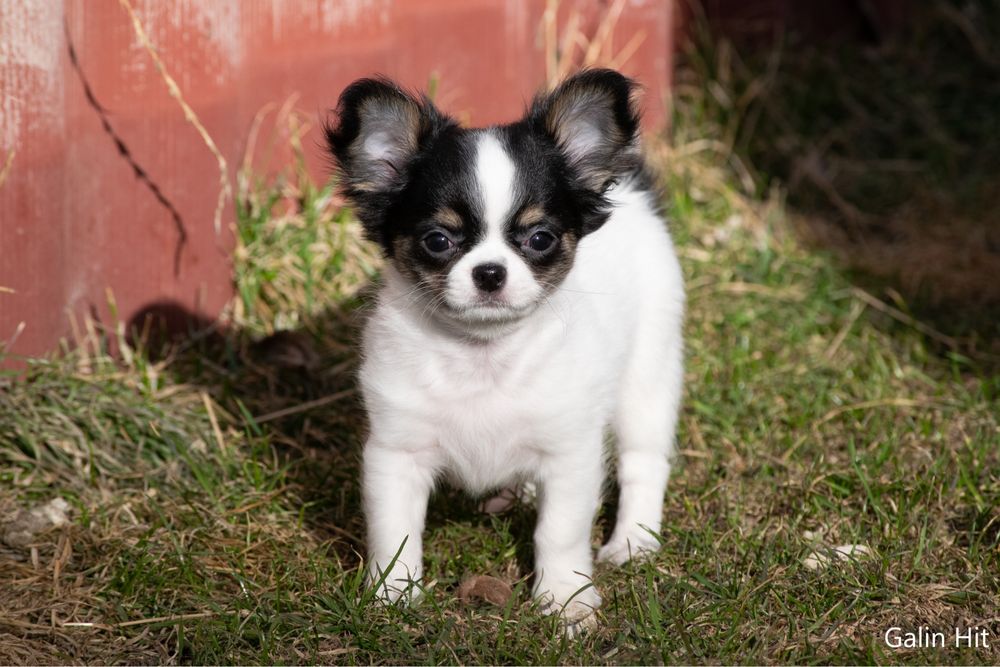 Неймовірний довгошерстий хлопчик КСУ-FCI: 15 000 грн. - Собаки Сумы на Olx