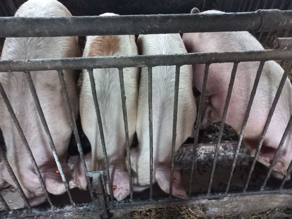 Tucznik eko ekologiczny bez antybiotyków Bydgoszcz • OLX.pl