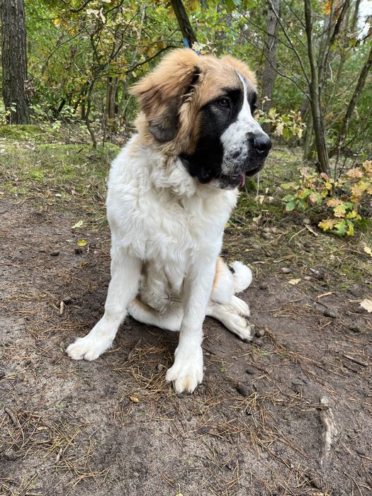 Bernardyn Bernardyny Golub-Dobrzyń • OLX.pl