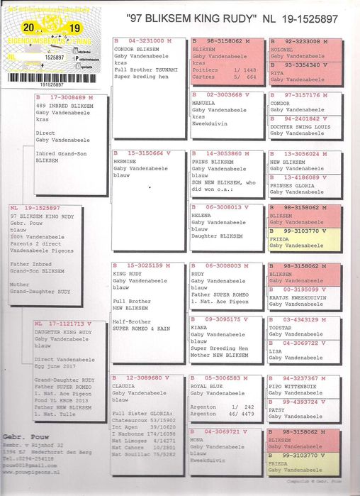 Młode 2024 para 116, Vandenabeele Inbr Bliksem gołąb gołębie pocztowe ...