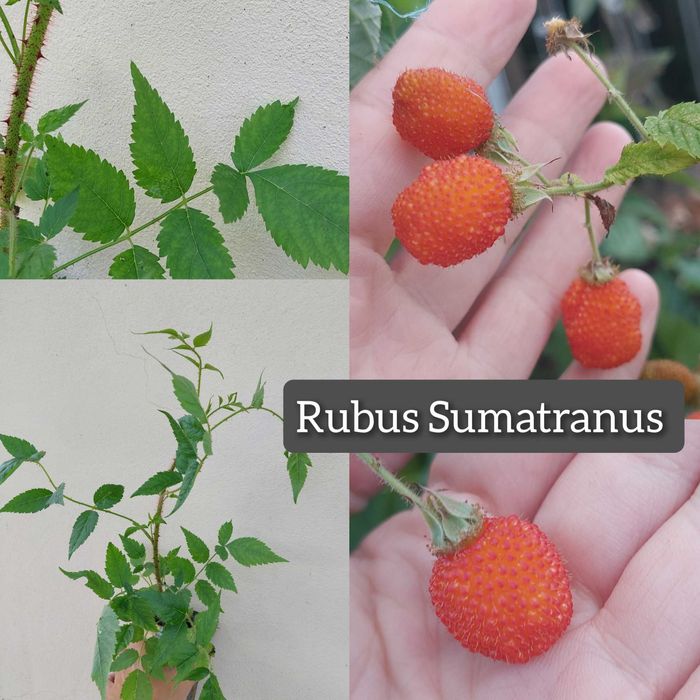 Plantas de Rubus Sumatranus Monção E Troviscoso • OLX Portugal