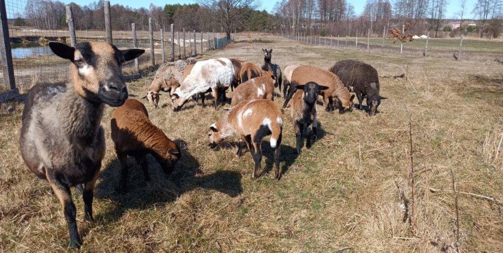 Owce kameruniskie młode tryki i owce Fanisławiczki • OLX.pl