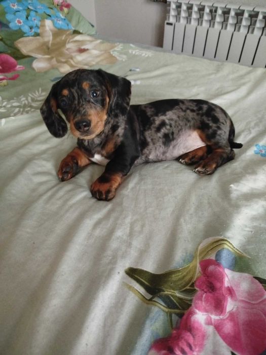 jamnik merle - Twój przyszły pies | OLX Zwierzęta