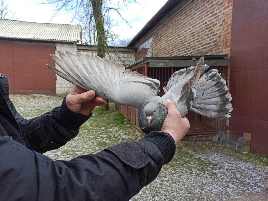 Gołębie Szariki i Nikołajewskie Sprzedaż Lublin • OLX.pl