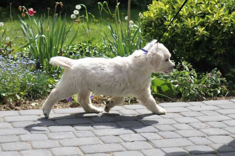 Golden Retriever - Psy rasowe - OLX.pl