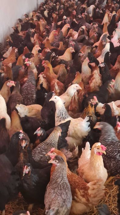 KURY NIOSKI MŁODE 25tyg i Wszystkie inne rasy kur już z Jajkami.DOWÓZ ...