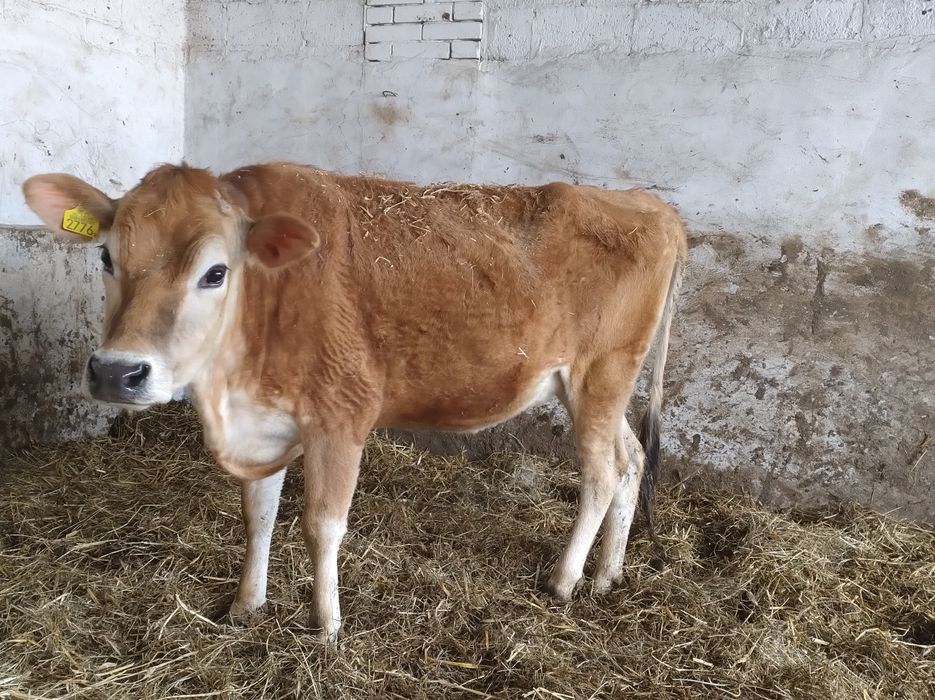 Jałówka do zacielenia rasy Jersey nie krowa Górno • OLX.pl