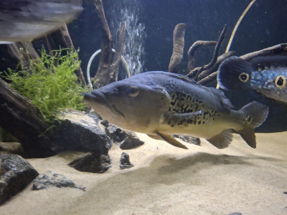 Cichla kelberi 40cm Zalesie • OLX.pl