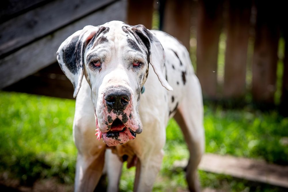 Iman- sunia dog niemiecki, arlekin czeka na dom Radzymin • OLX.pl