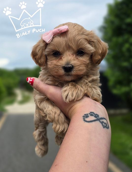 Maltipoo f1 samiec suczka 2.5 kg pudel Toy beżowe badania , wyprawka ...