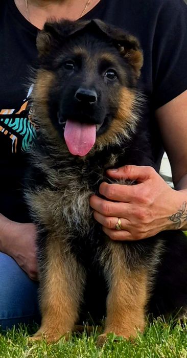 Owczarek niemiecki krótkowłosy FCI ZkwP Nowy Targ • OLX.pl