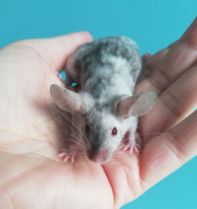 Mysz - Gryzonie i Króliki - OLX.pl