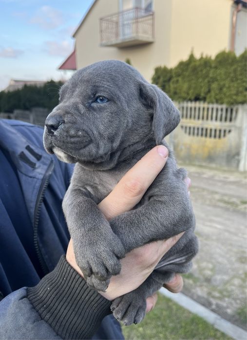Cane Corso mocny pies Ruszkowice • OLX.pl