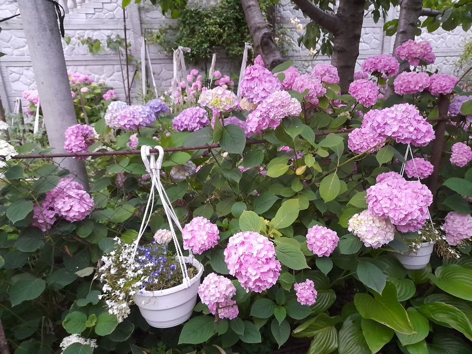 Гортензия крупнолистная 5 лет: 400 грн. - Сад / город Кам'янське на Olx