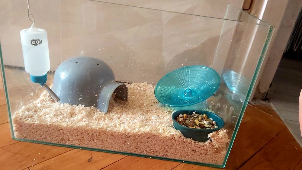 Chomik roborowskiego razem z akwarium i akcesoriami Toruń • OLX.pl
