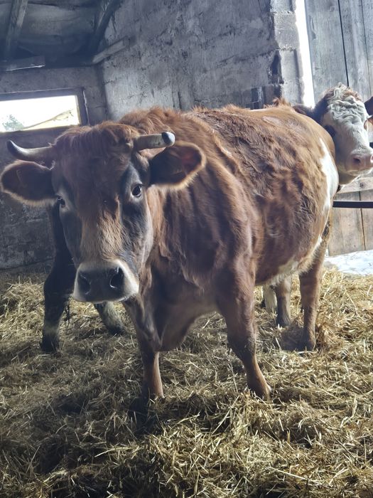 Sprzedam stado krów cielnych, byk i jałówka Parczew • OLX.pl