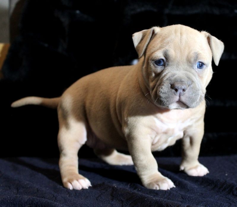 American Bully , przepiękna suczka po Championie ABKC, KOPIA OJCA Toruń ...