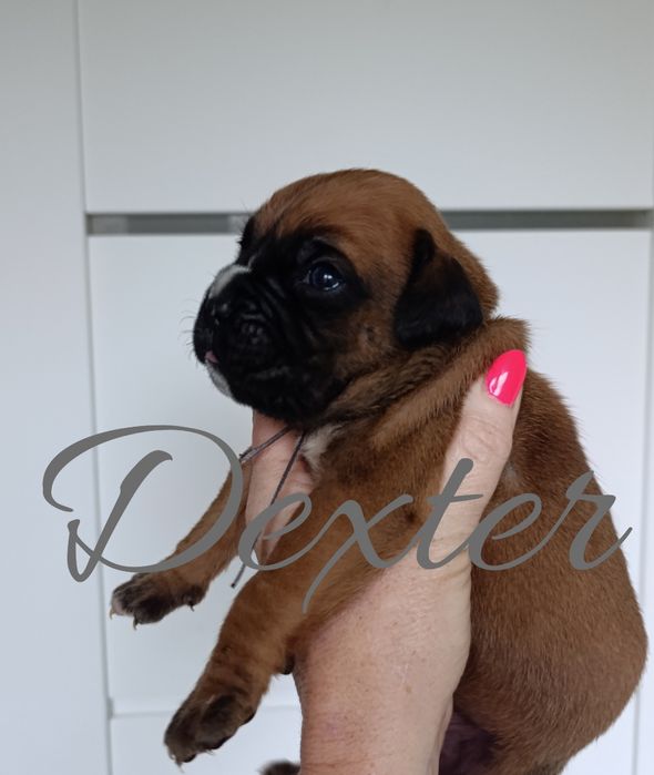 Pies szczeniak szczenię samiec bokser boksery szczeniaki Nowa Ruda • OLX.pl