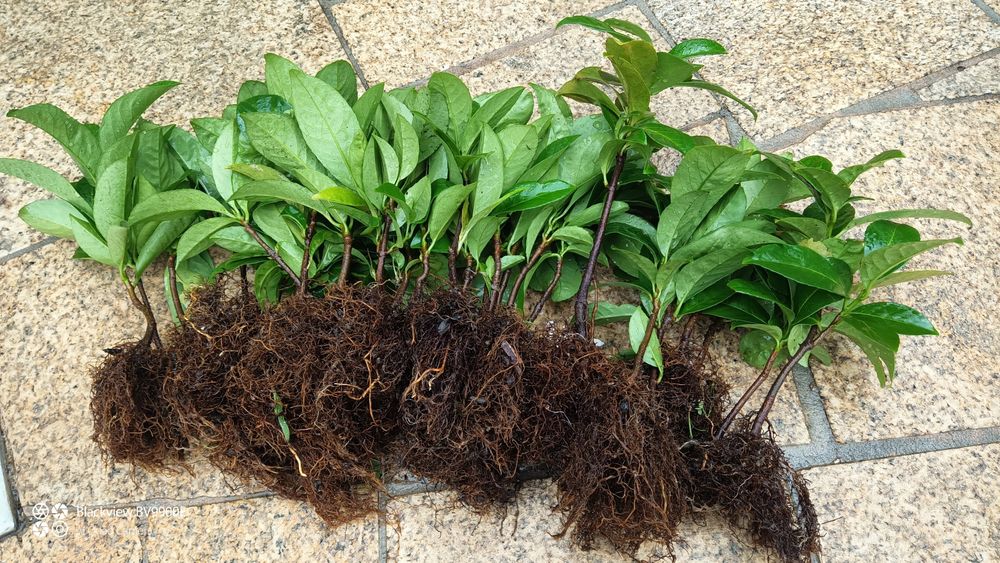 Relva escalracho possibilidade entrega ou envio Navió E Vitorino Dos ...