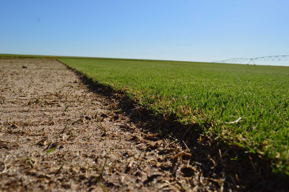 Relva natural em tapete! Transforme o seu jardim! Sintra (Santa Maria E ...