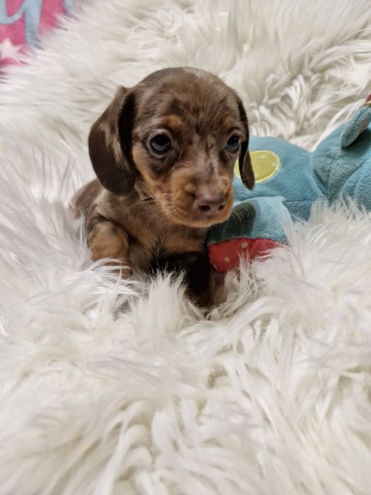 **STANLY**jamnik miniaturowy red merle do rezerwacji Międzyświeć • OLX.pl