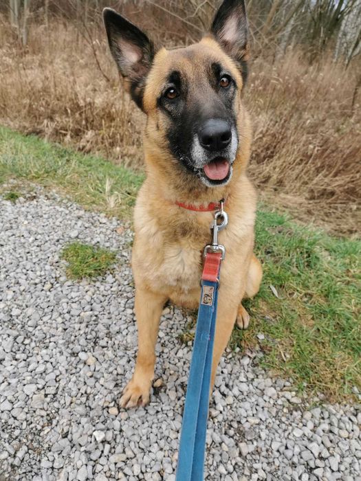 Malinka czeka na dom... Częstochowa Zawodzie - Dąbie • OLX.pl