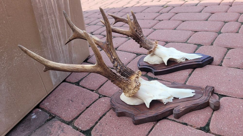 SKUP POROZA jelenia łosia renifer koziołki trofea KOLEKCJE MYŚLIWSKIE ...