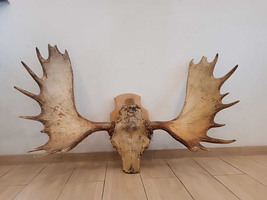 Poroże z łosia rogi Iwkowa • OLX.pl