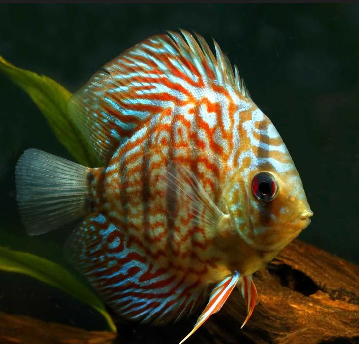 Paletka - Dyskowiec - ROYAL PURPLE - Symphysodon discus - SELEKCJA ...