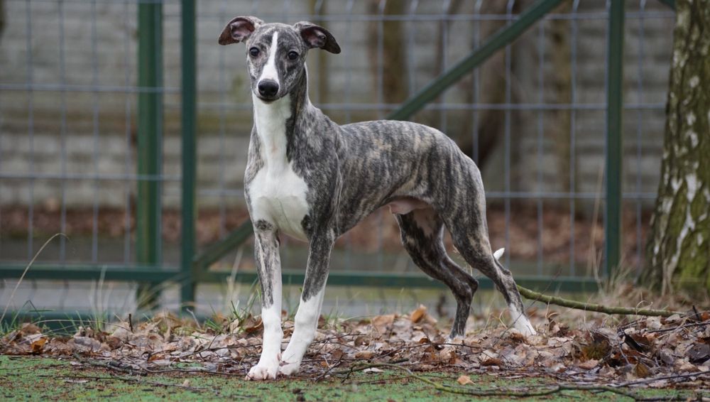 Chart Angielski Whippet Częstochowa Śródmieście • OLX.pl