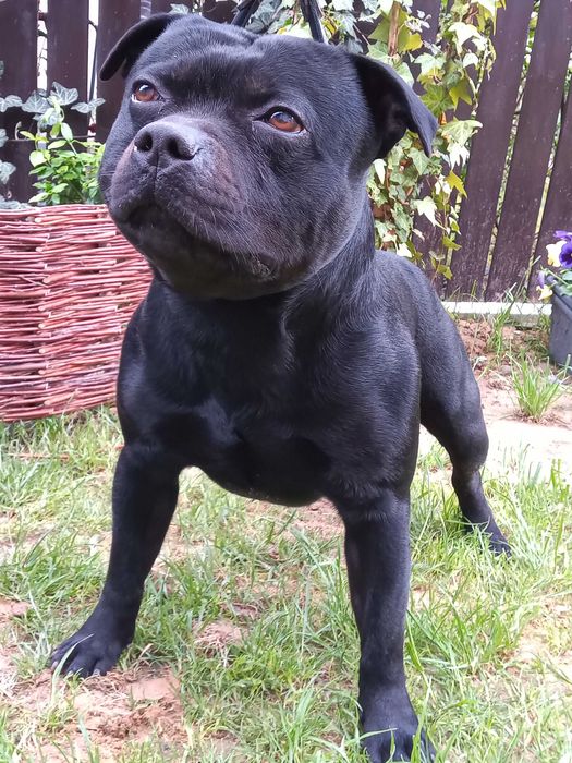 Staffordshire Bull Terrier Staffik Stafik krycie Reproduktor badania ...