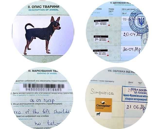 Вет паспорта, титры FAVN тест, вакцинация, чип для выезда животных ЕС ...