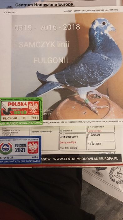 Golebie pocztowe z rodowodem Kielce • OLX.pl