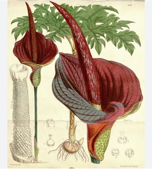 Dziwidło Riviera Amorphophallus konjac - bulwy Warszawa Bemowo • OLX.pl