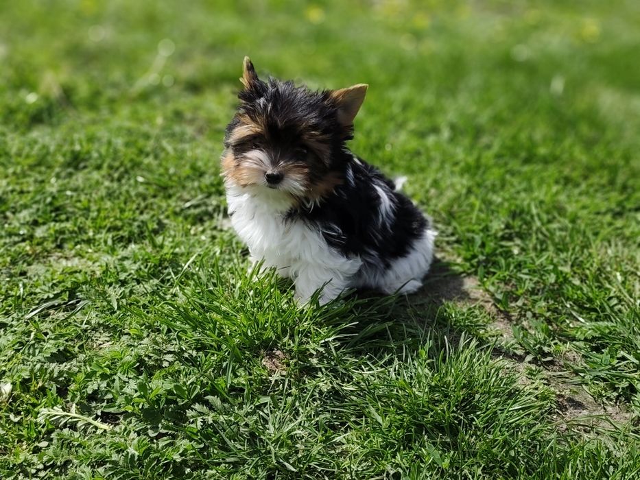 biewer yorkshire terrier w Twojej okolicy? Sprawdź kategorię Psy rasowe