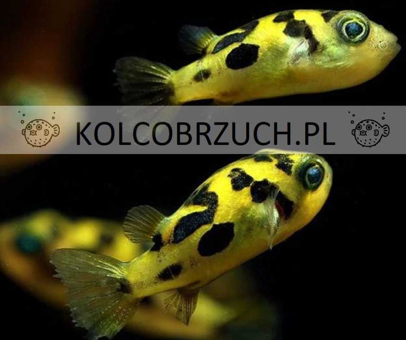 Kolcobrzuch karłowaty - Carinotetraodon travancoricus - Nadymka dowóz ...