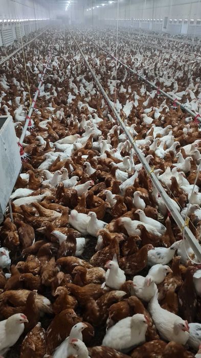 Kury Nioski z jajkiem.Kurki z dowozem.Wszystkie rasy kur.Dzwoń Pytaj ...