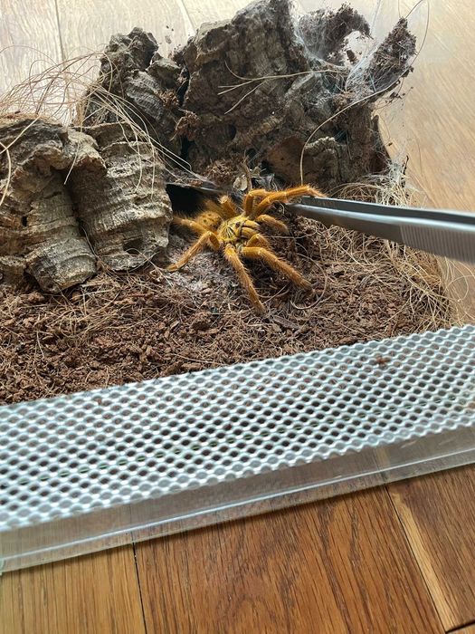Pterinochilus Murinus Usambara 4 dc Szydłowiec • OLX.pl