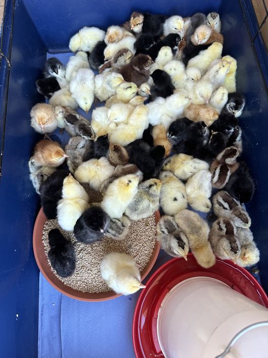 Kurczęta Pisklęta Piskle Kolorowe Mix Liliputki Zagrodowe Gidle • OLX.pl