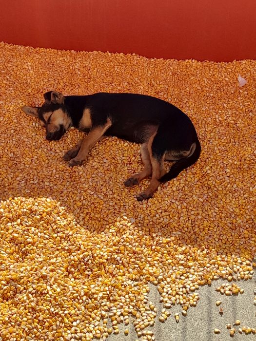 Dou Cachorinha Pinsher Arca E Ponte De Lima • OLX.pt