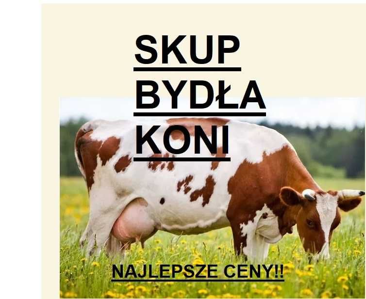 SKUP Bydła Koni Żywca !UBÓJ! Krowy,Krowa,Byk,Byków,Konie,Koń Sanok • OLX.pl